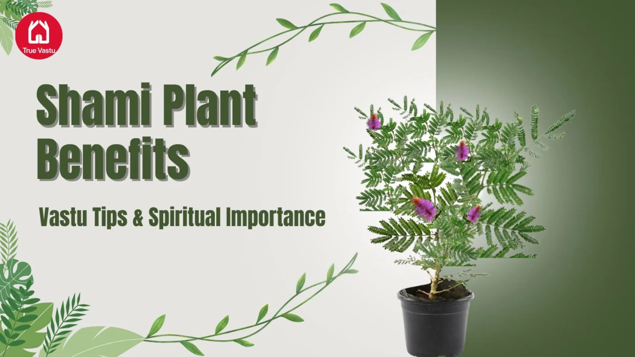 Shami Plant Benefits, Vastu Tips & Spiritual Importance